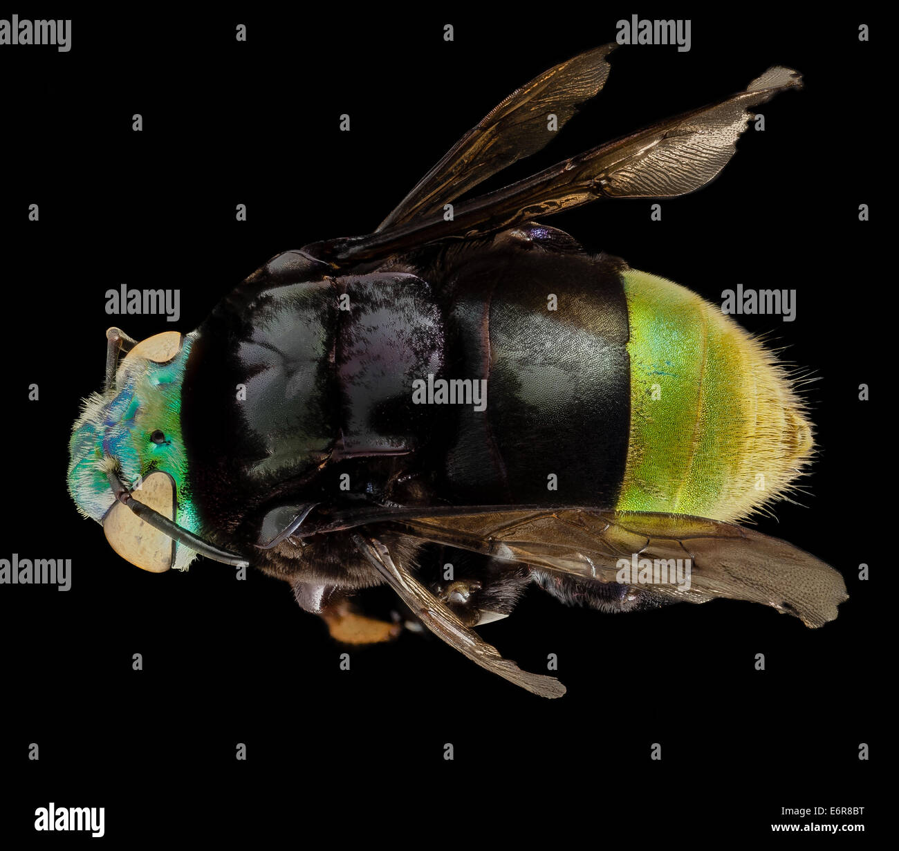 Eufriesea pulchra, a species of orchid bee, is photographed from the ...