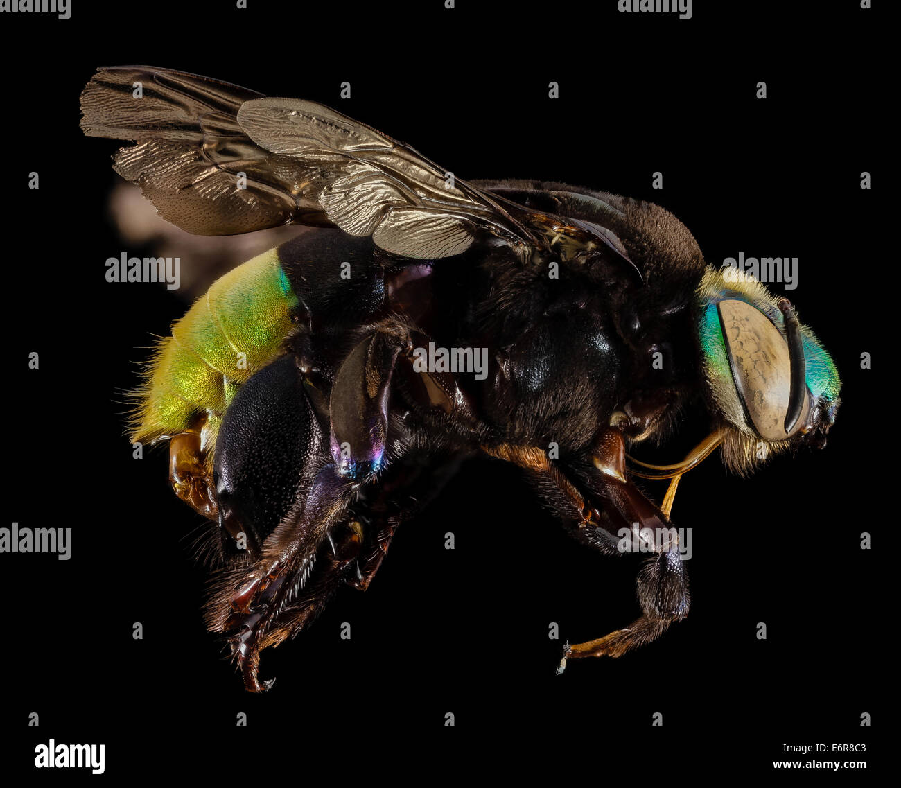 The Eufriesea pulchra, an orchid bee from Guyana, is captured in side ...