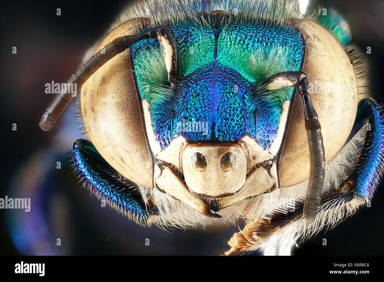 Euglossa dilemma, an orchid bee species, photographed in Biscayne ...