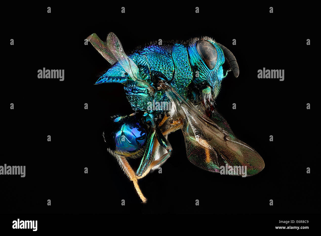 This image captures the right-side view of Euperilampus triangularis, a ...