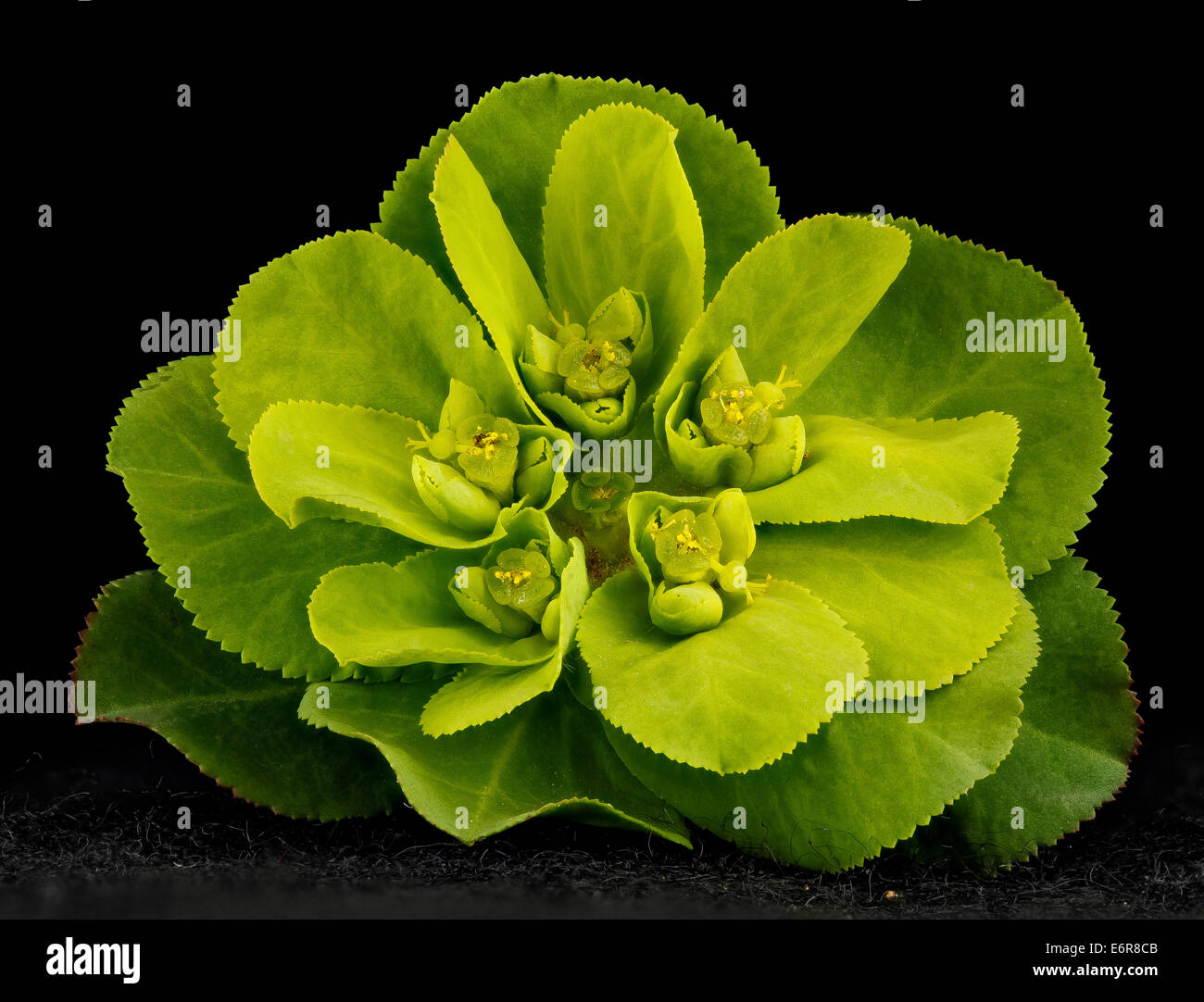 Euphorbia helioscopia, also known as sun spurge, is photographed ...