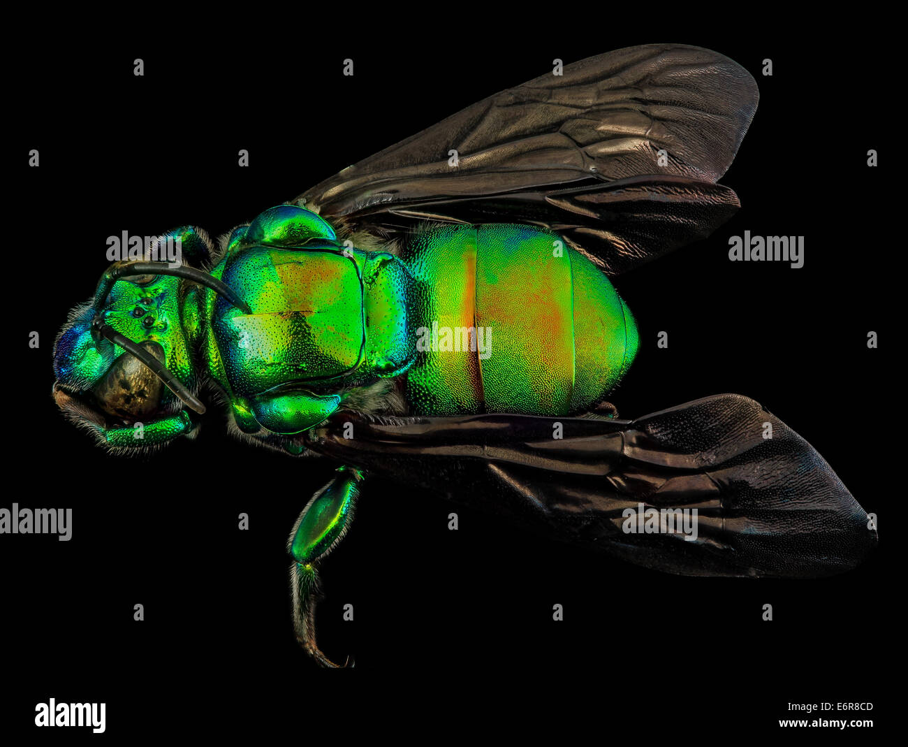 Exaerete frontalis, a metallic blue-green orchid bee, is photographed ...