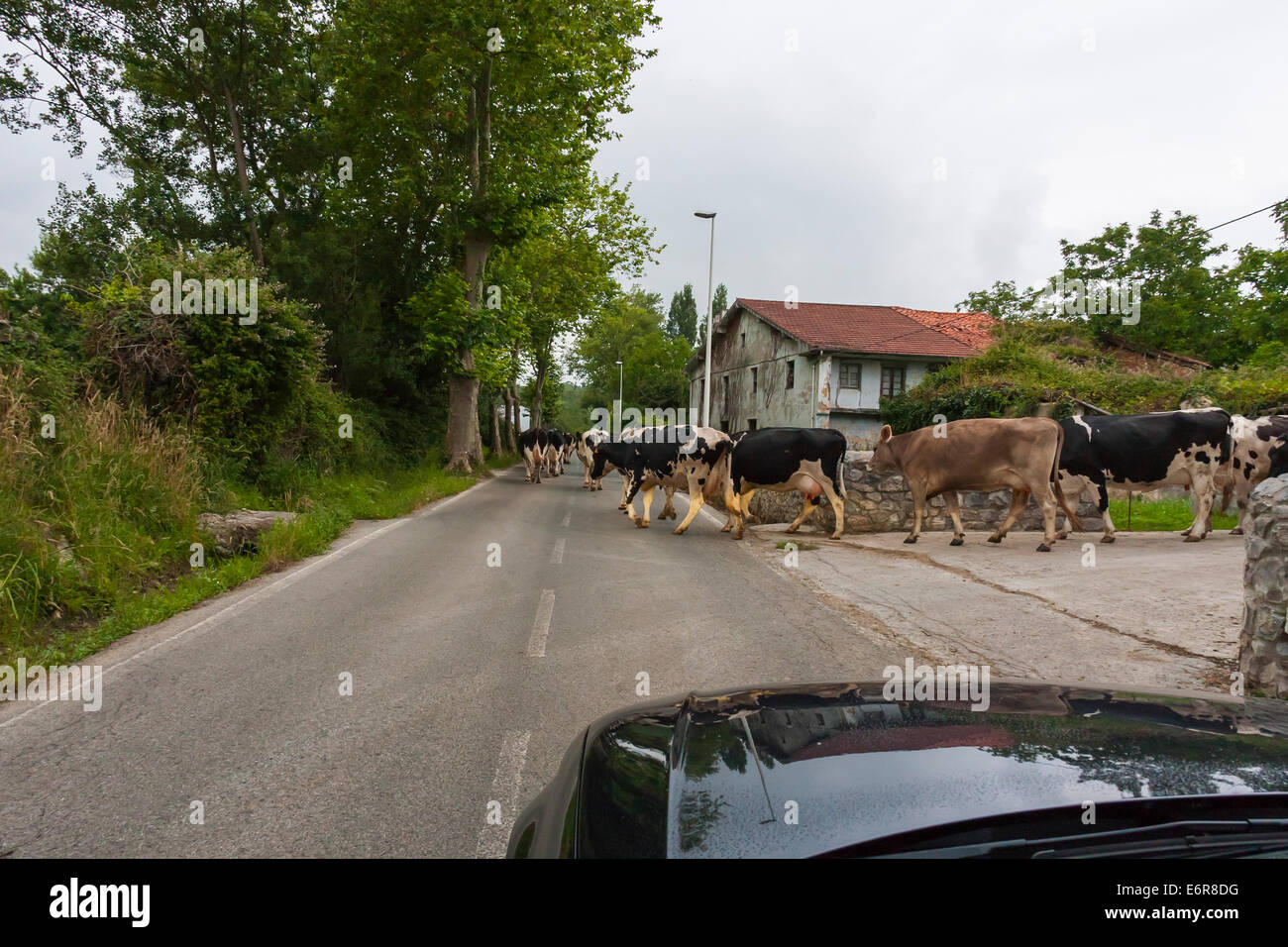 Roadblock tree hi-res stock photography and images - Alamy