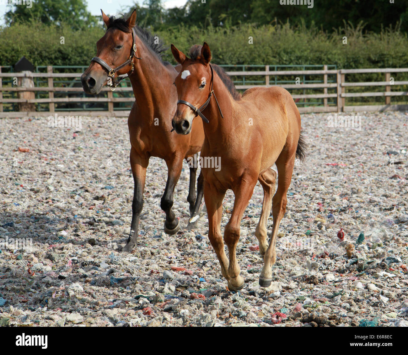 Thoroughbred mare and foal cantering hi-res stock photography and ...