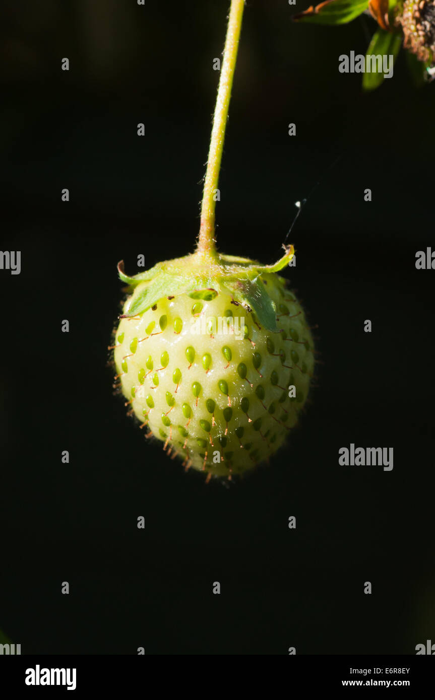 Unripened Individual Strawberry against Black Background Stock Photo ...