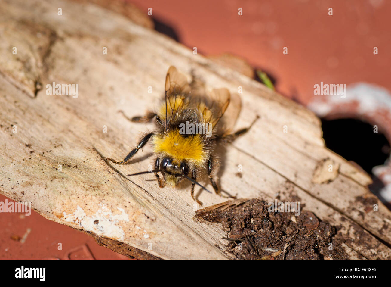 Bumble bee macro hi-res stock photography and images - Alamy