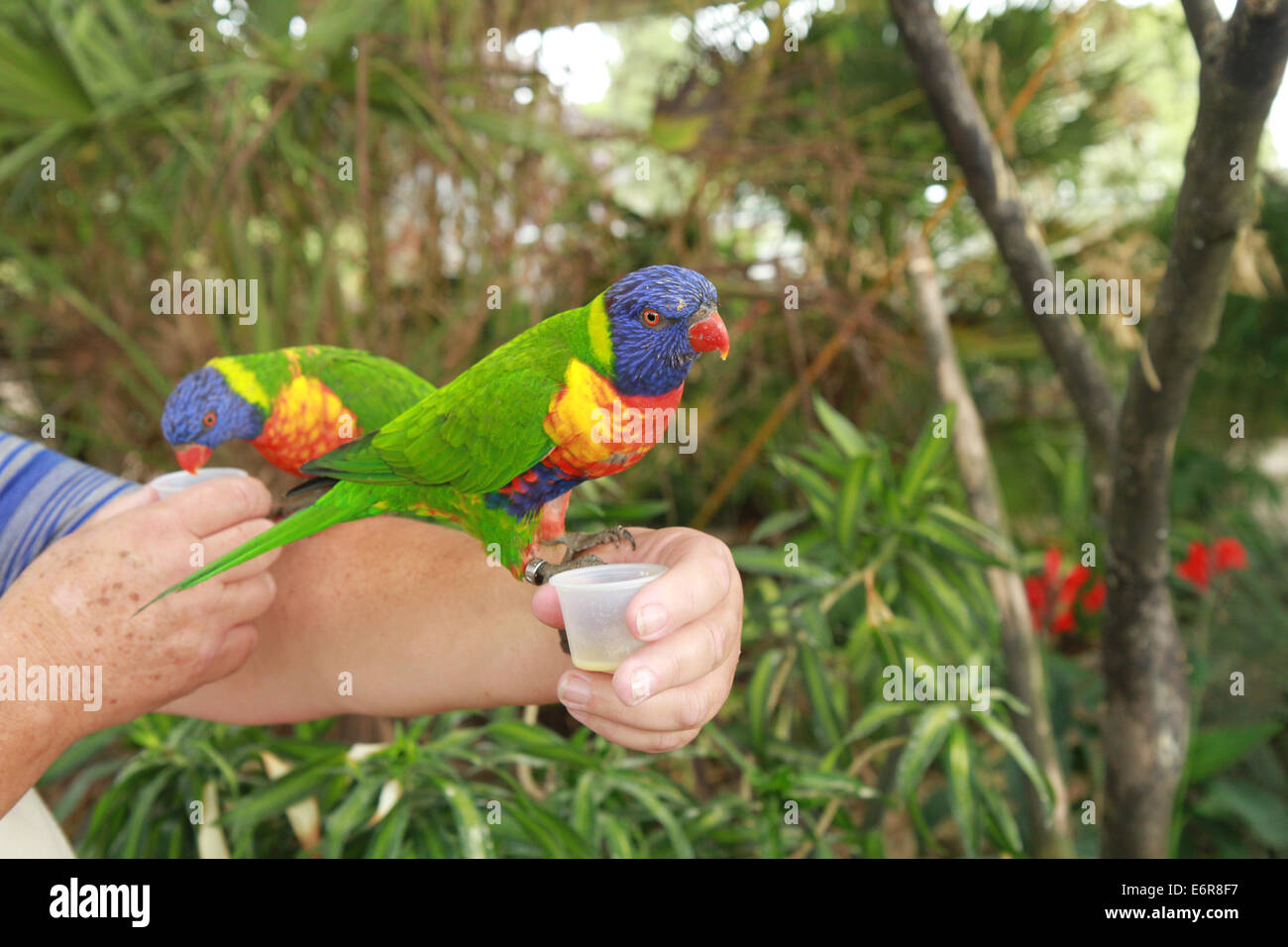 Birds eating necture hi-res stock photography and images - Alamy