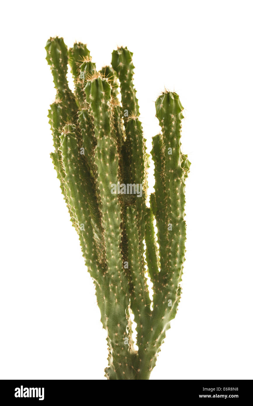 Cactus, isolated over white Stock Photo - Alamy