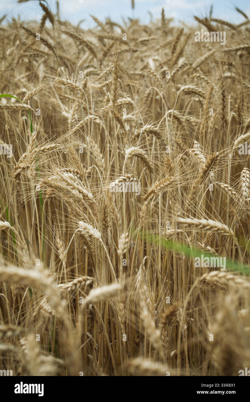 Spikelets of wheat against the background of a wheat field, selective ...