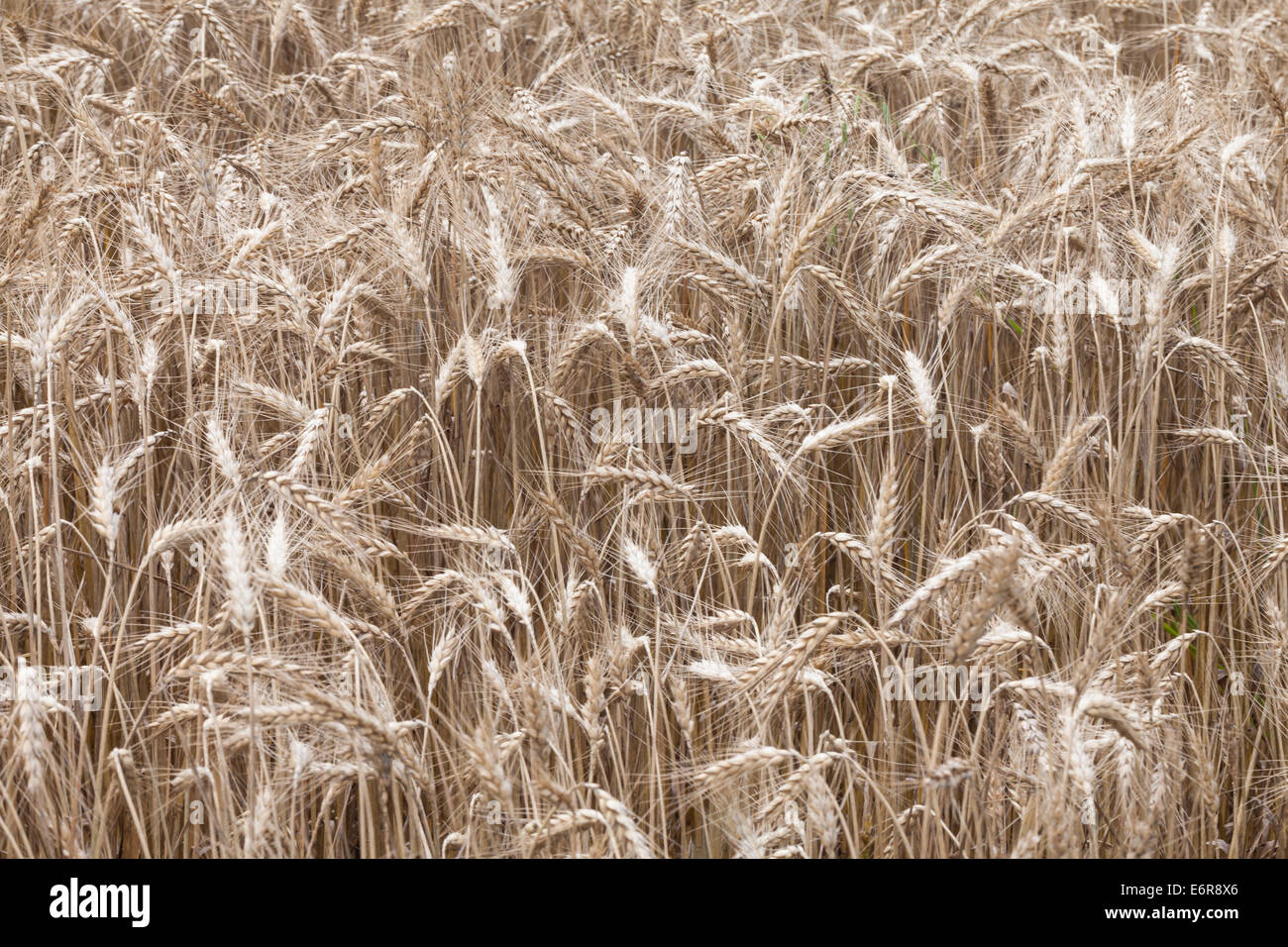 Spikelets of wheat against the background of a wheat field, selective ...