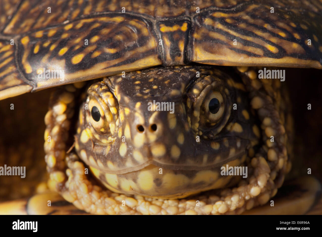 red eared slider turtle in the wild, surrounded by typical flora and ...