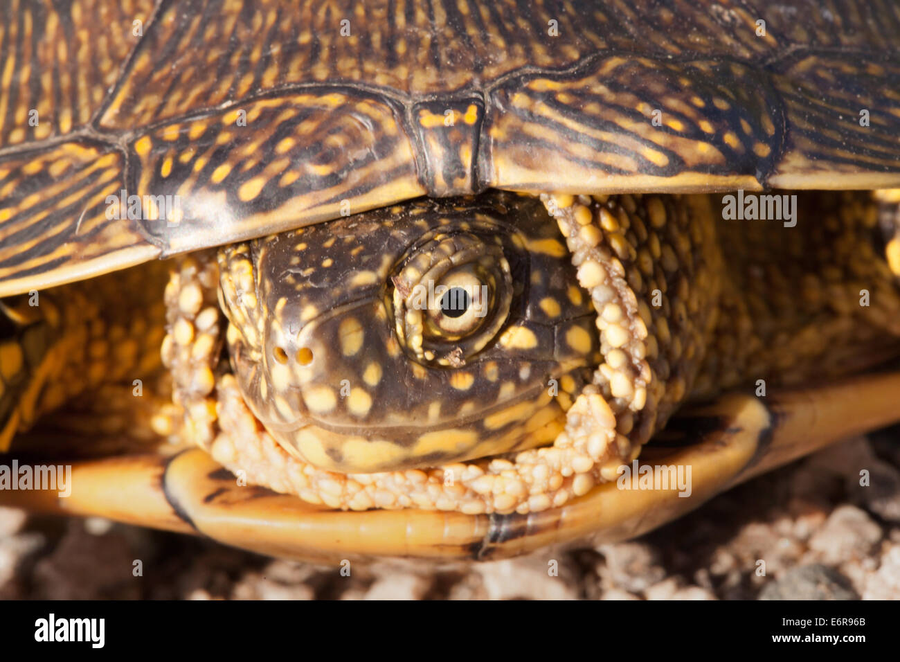 red eared slider turtle in the wild, surrounded by typical flora and ...