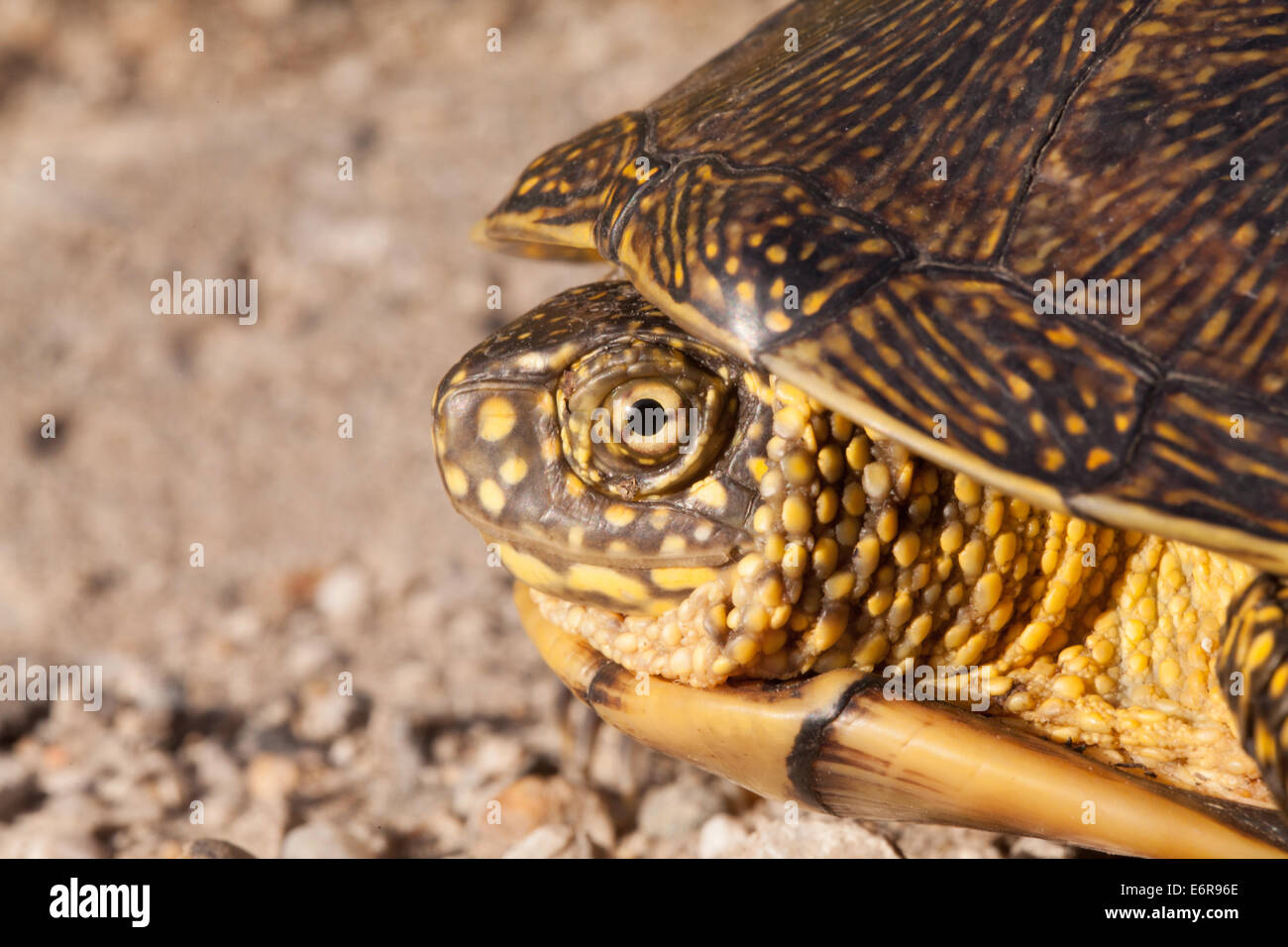 red eared slider turtle in the wild, surrounded by typical flora and ...
