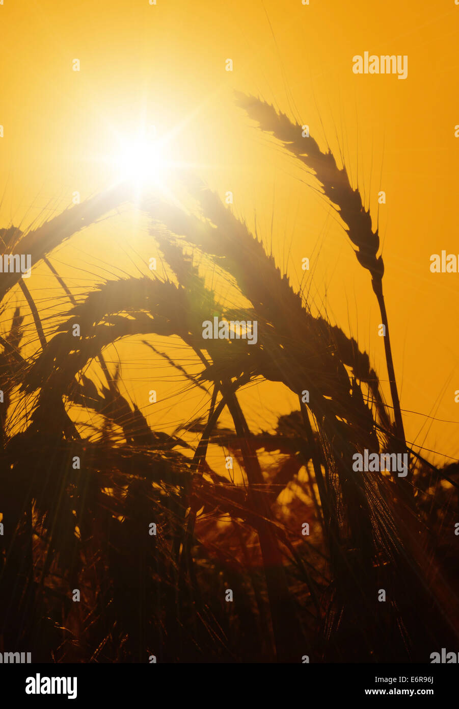 The sun rises over a wheat field Stock Photo - Alamy