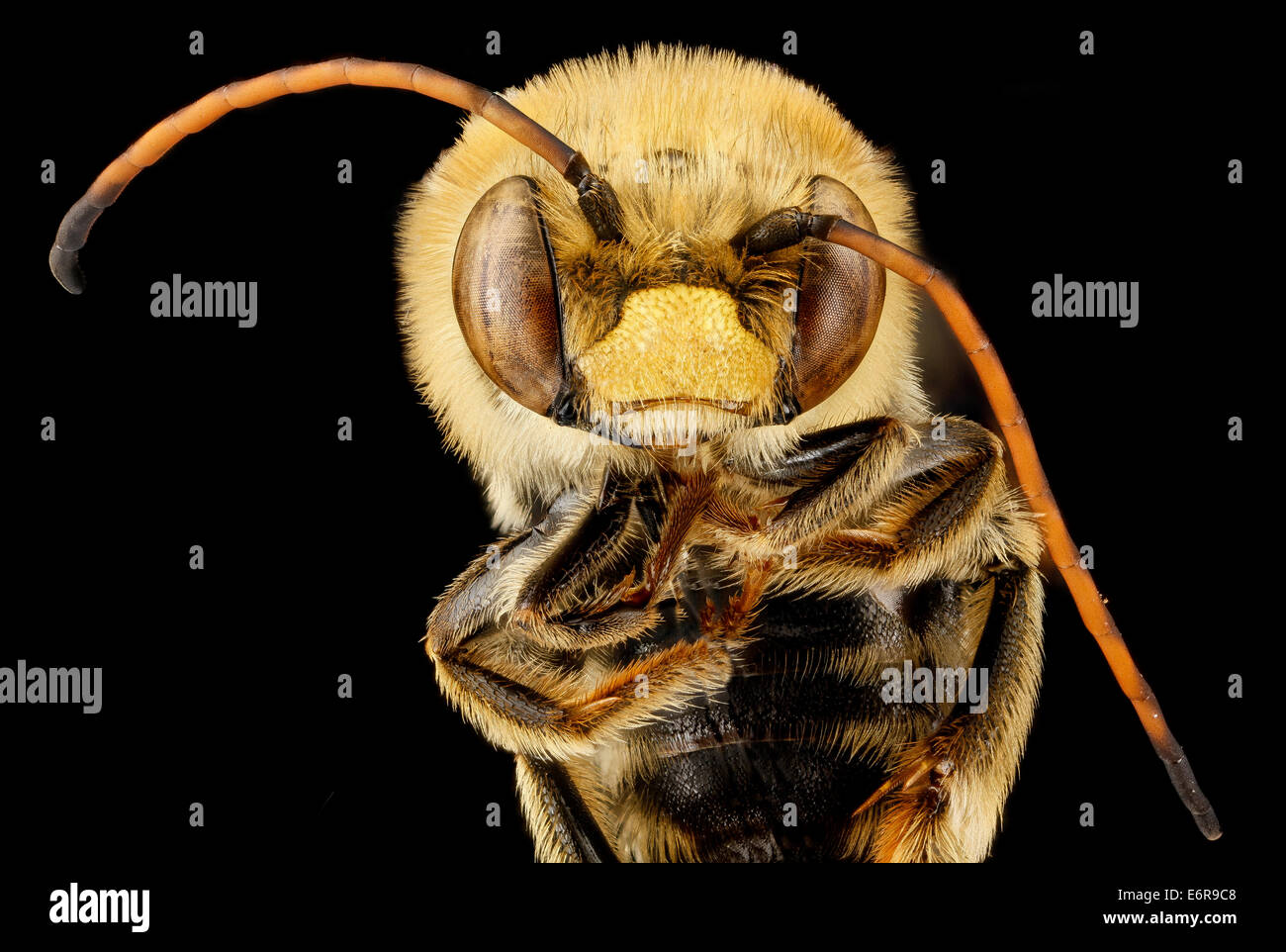 Uncommon insects hi-res stock photography and images - Alamy