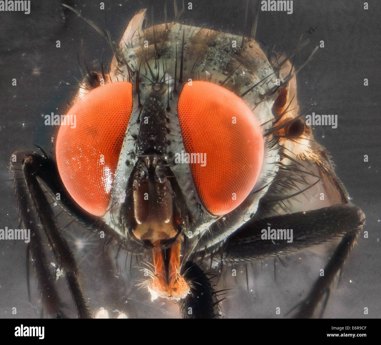 A close-up of a Muscid fly, captured in macro detail while floating in ...