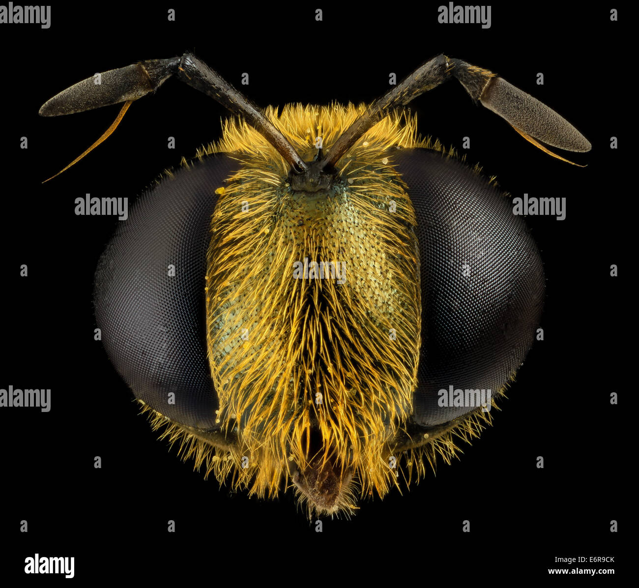 A Syrphid fly in the genus Microdon, photographed in Prince George’s ...