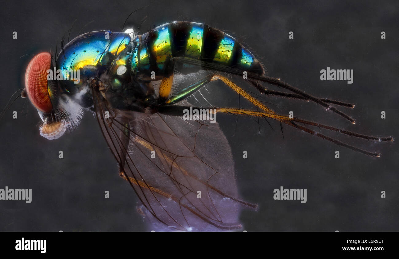 This image shows a Dolichopodid fly in the Dominican Republic, floating ...