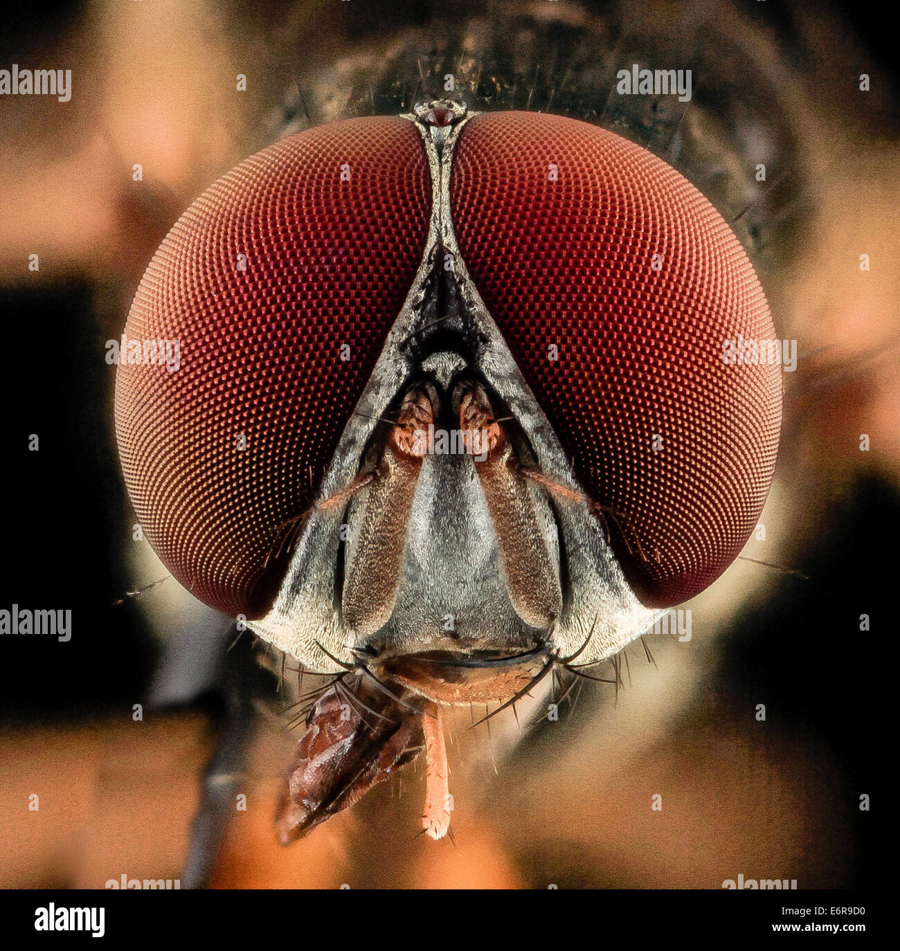 An unknown fly species was photographed in Upper Marlboro, Maryland ...