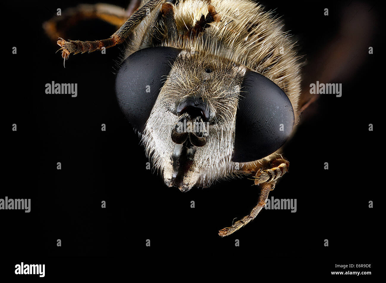This image presents a close-up view of a fly, showcasing its detailed ...