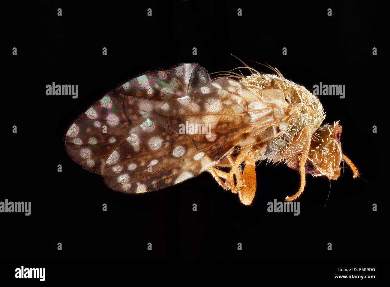 This image features an unidentified fly, shown in side view with macro ...