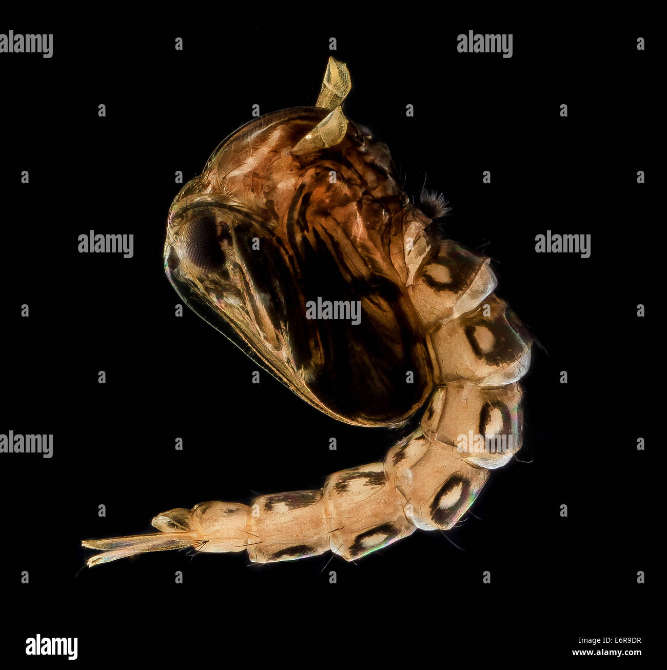 This image captures fresh mosquito pupae, which are part of the insect ...