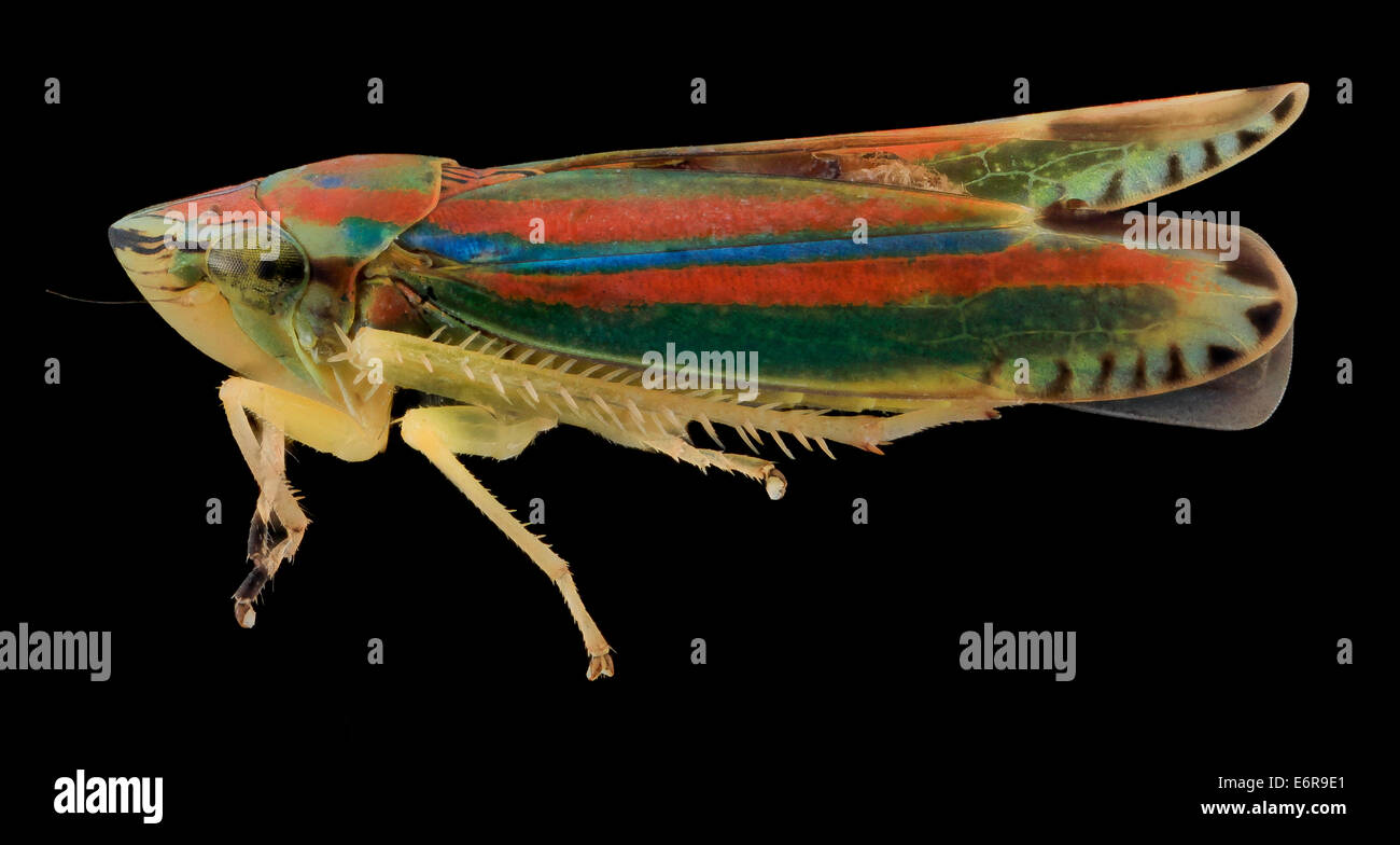 This image shows Graphocephala versuta, a colorful leafhopper species ...