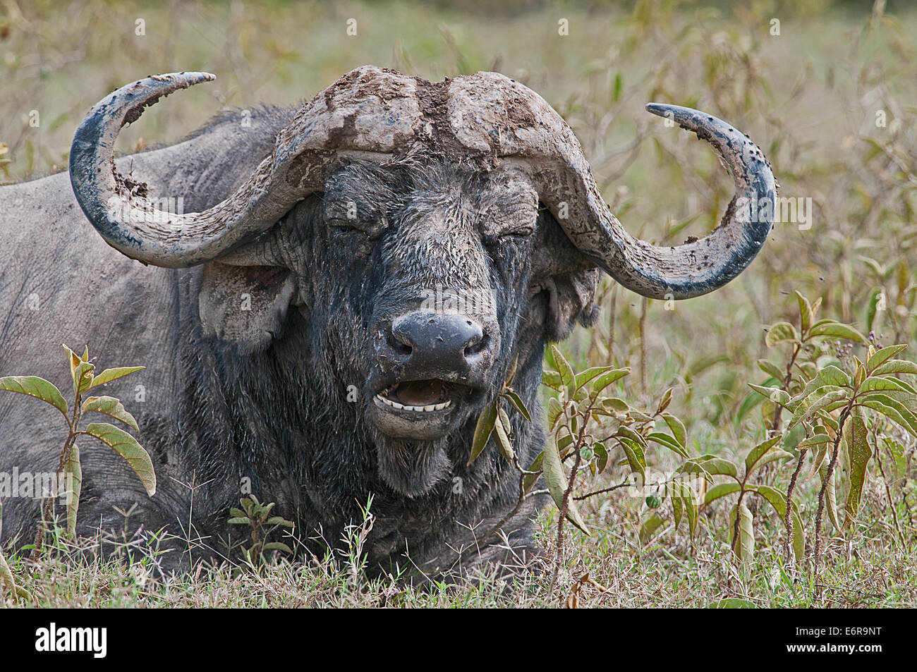Cud chewing mammal hi-res stock photography and images - Alamy