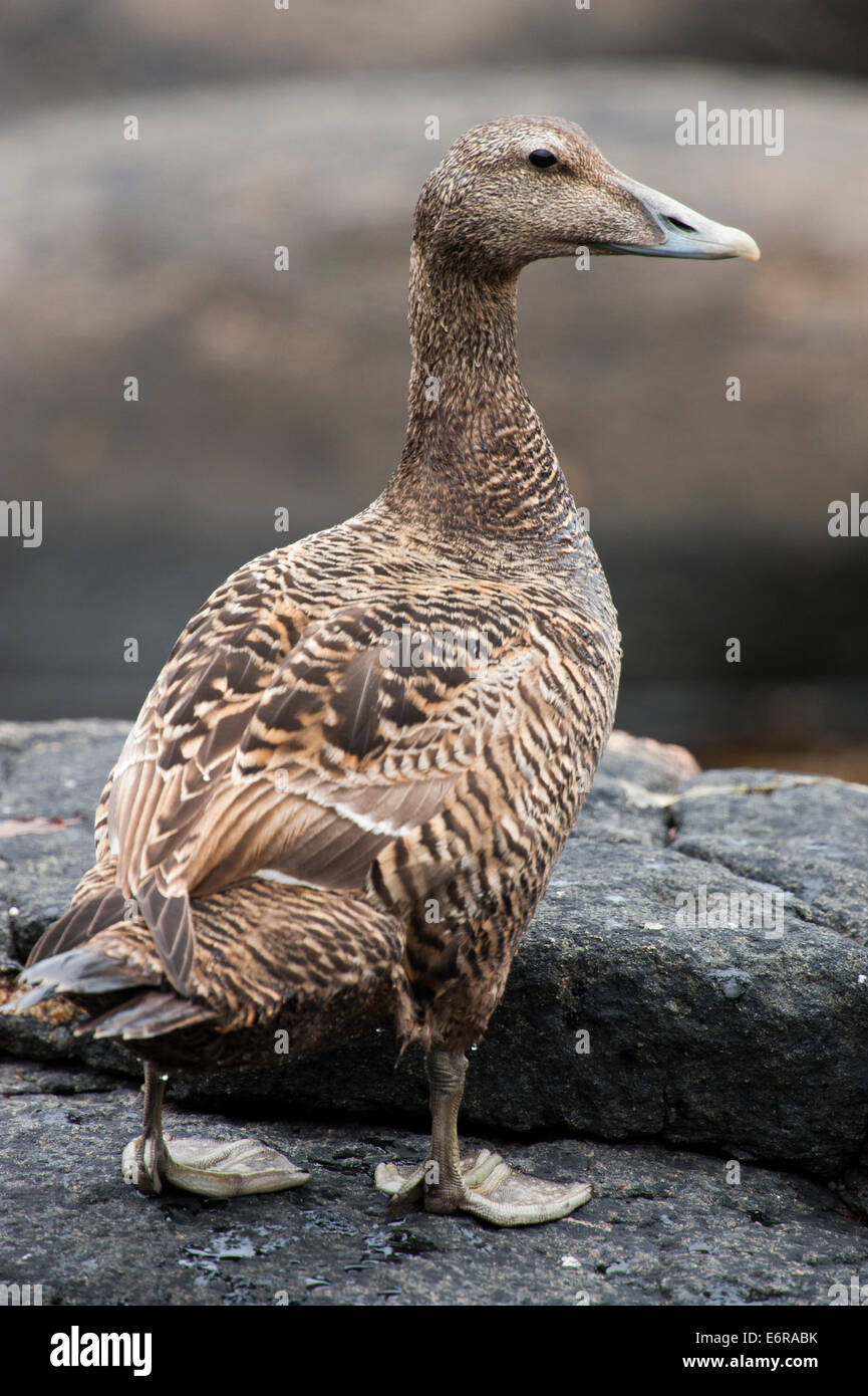 Eider bird hi-res stock photography and images - Alamy