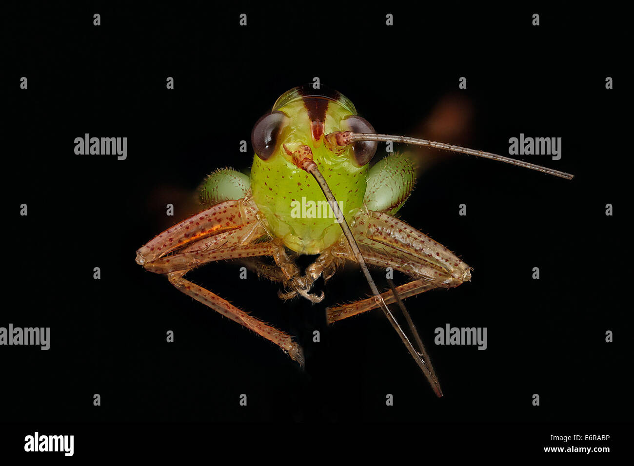 Close-up of a grasshopper's face showcasing fine details of its ...