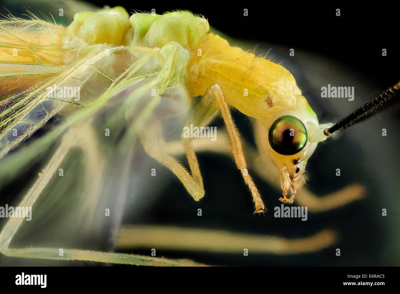 This close-up image shows the detailed eye of a green lacewing, an ...