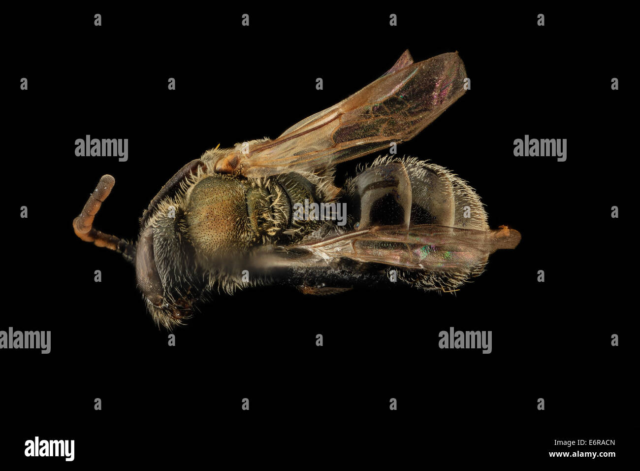 This image shows a gynandromorph Lasioglossum hitchensi, a type of bee ...