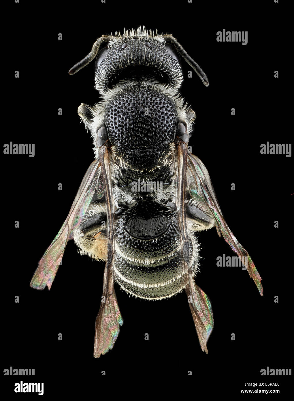 Heriades carinatus, F, Back, VA, Wolftrap 2013-06-26-170155 ZS PMax ...