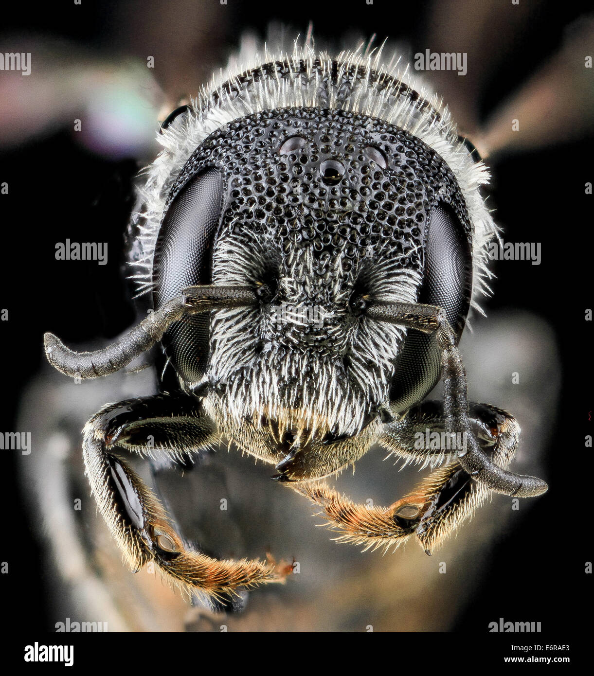 Heriades carinatus, F, Face, VA, Wolftrap 2013-06-26-170726 ZS PMax ...