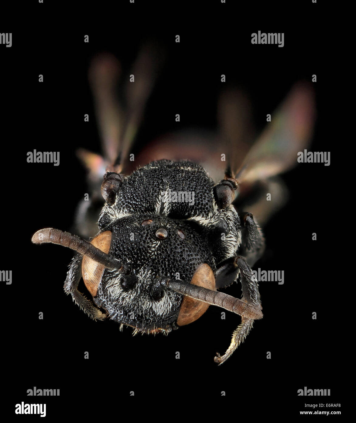 Calliopsis bee nest hi-res stock photography and images - Alamy