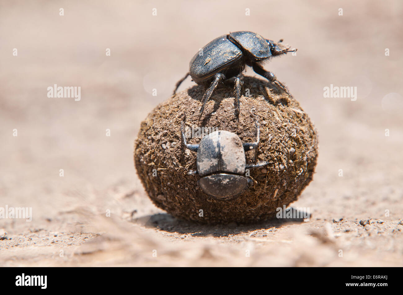 Dung beetles hi-res stock photography and images - Alamy