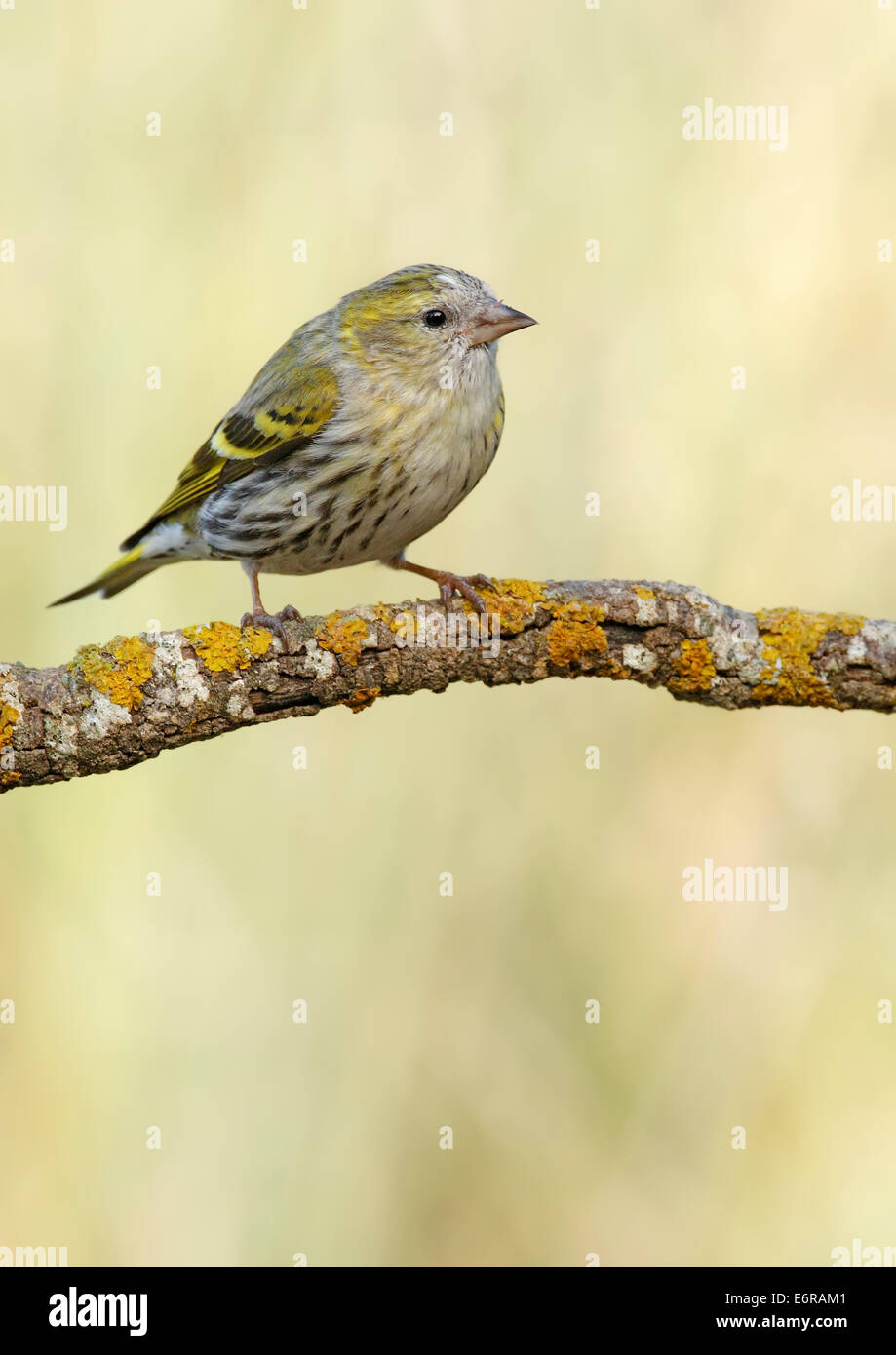 Goldfinch in its natural habitat unnoticed posing with their beautiful ...