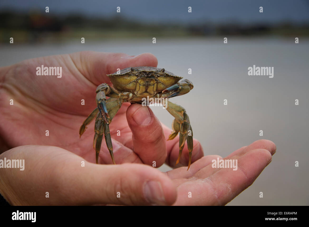 Freshly caught crab, held in a man's hand, Southwold harbour, Suffolk ...