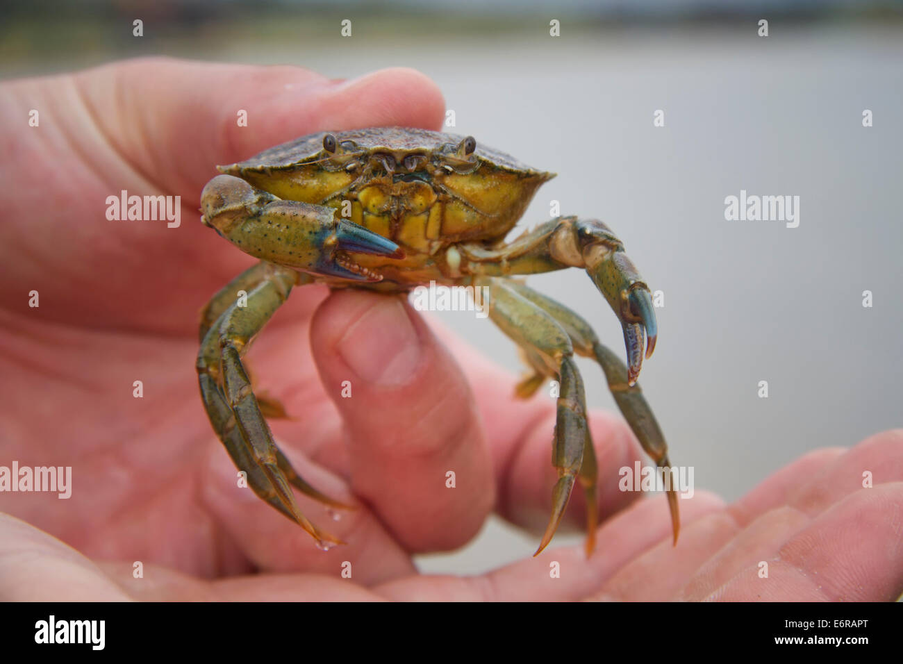 Freshly caught crab hi-res stock photography and images - Alamy