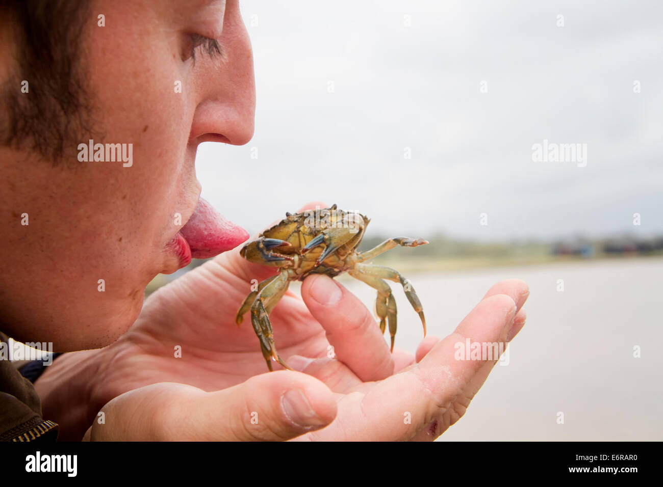 Hands holding crab hi-res stock photography and images - Alamy
