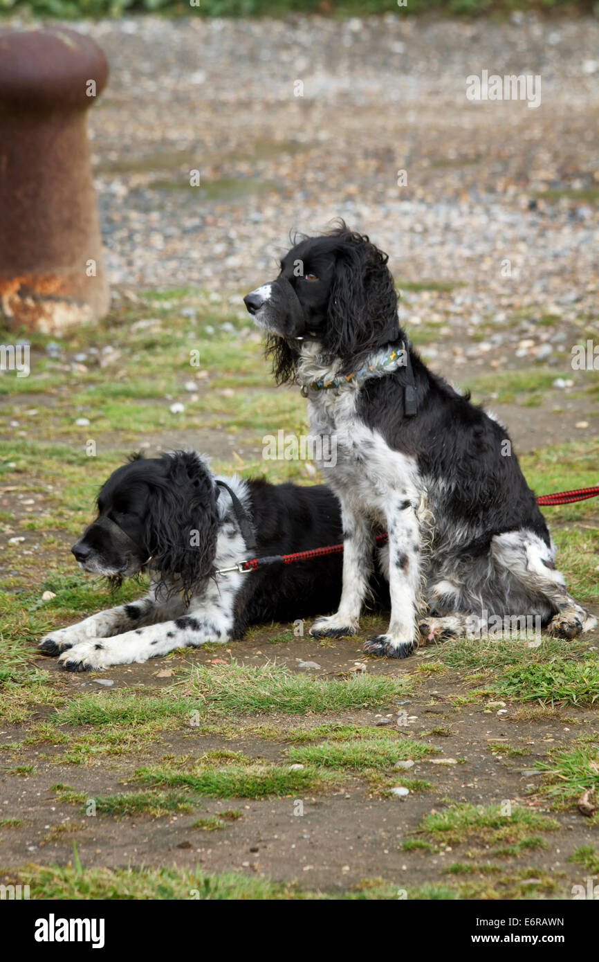 Pair of springer spaniel dogs Stock Photo - Alamy