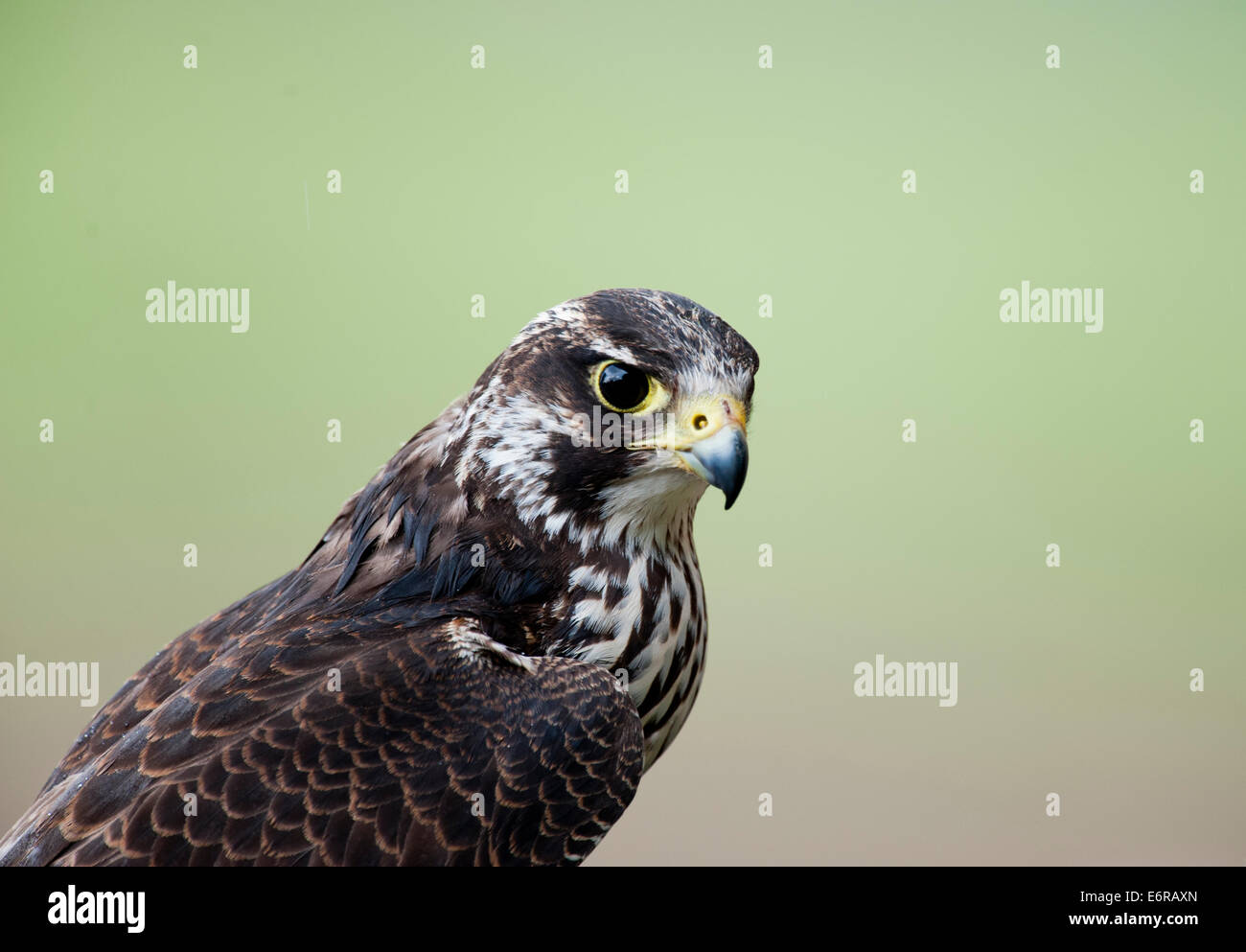Peregrine hawk hi-res stock photography and images - Alamy