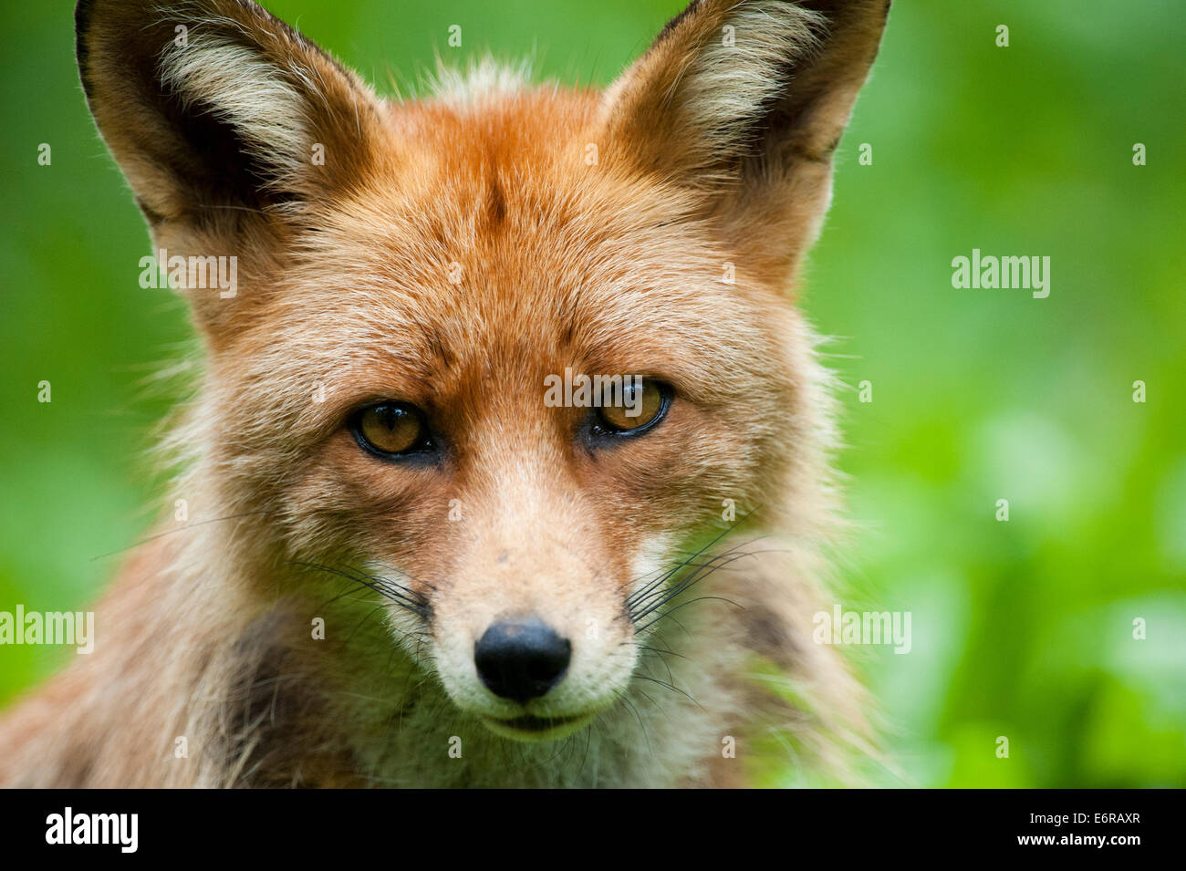 Red Fox in close up Stock Photo - Alamy