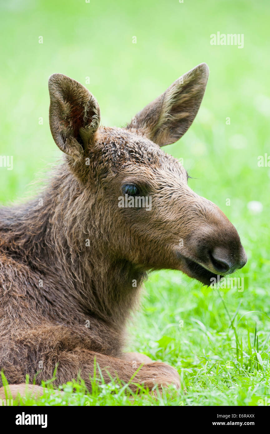 Moose Calf High Resolution Stock Photography and Images - Alamy