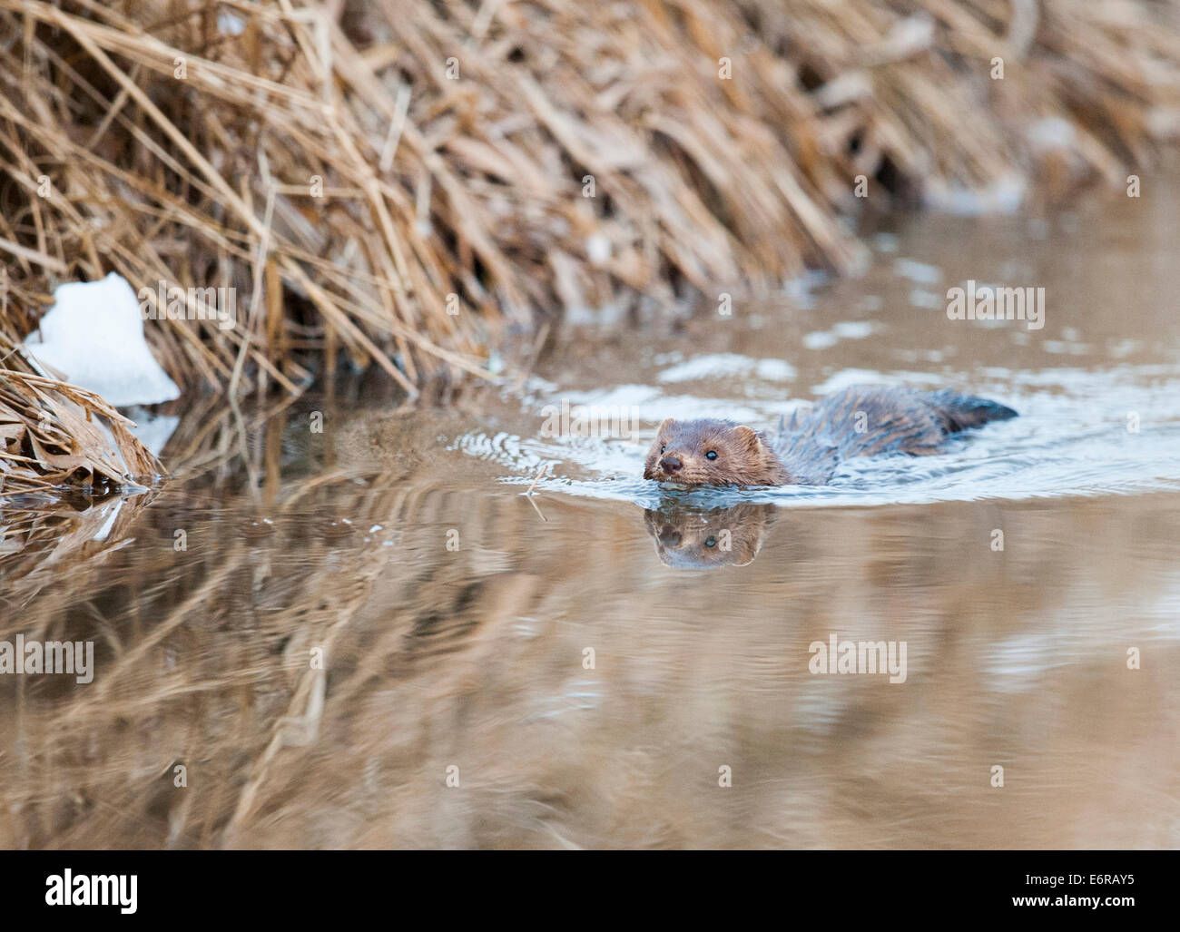 Wild Mink are swimming Stock Photo - Alamy
