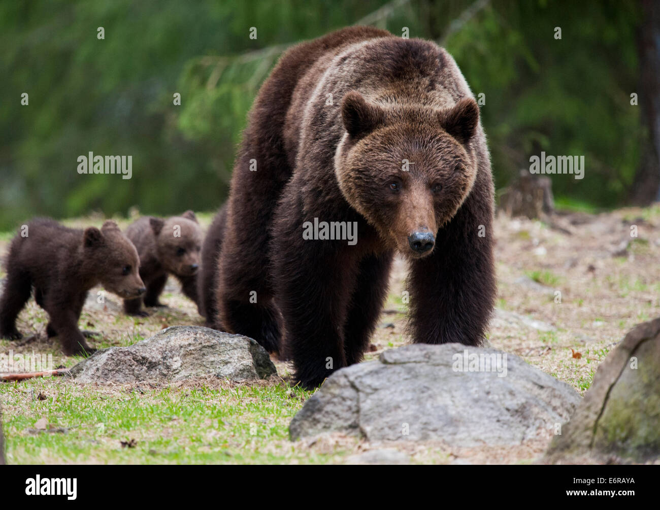 The female bear with small cubs Stock Photo - Alamy