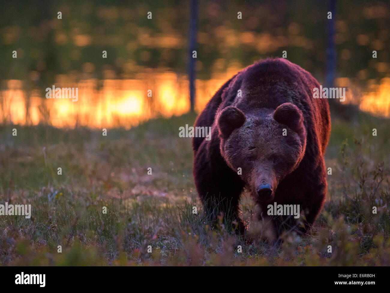 Dangerous look hi-res stock photography and images - Alamy