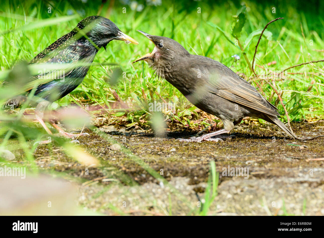 A young fledgling starling (Sturnus vulgaris) is fed a woodlouse by its ...