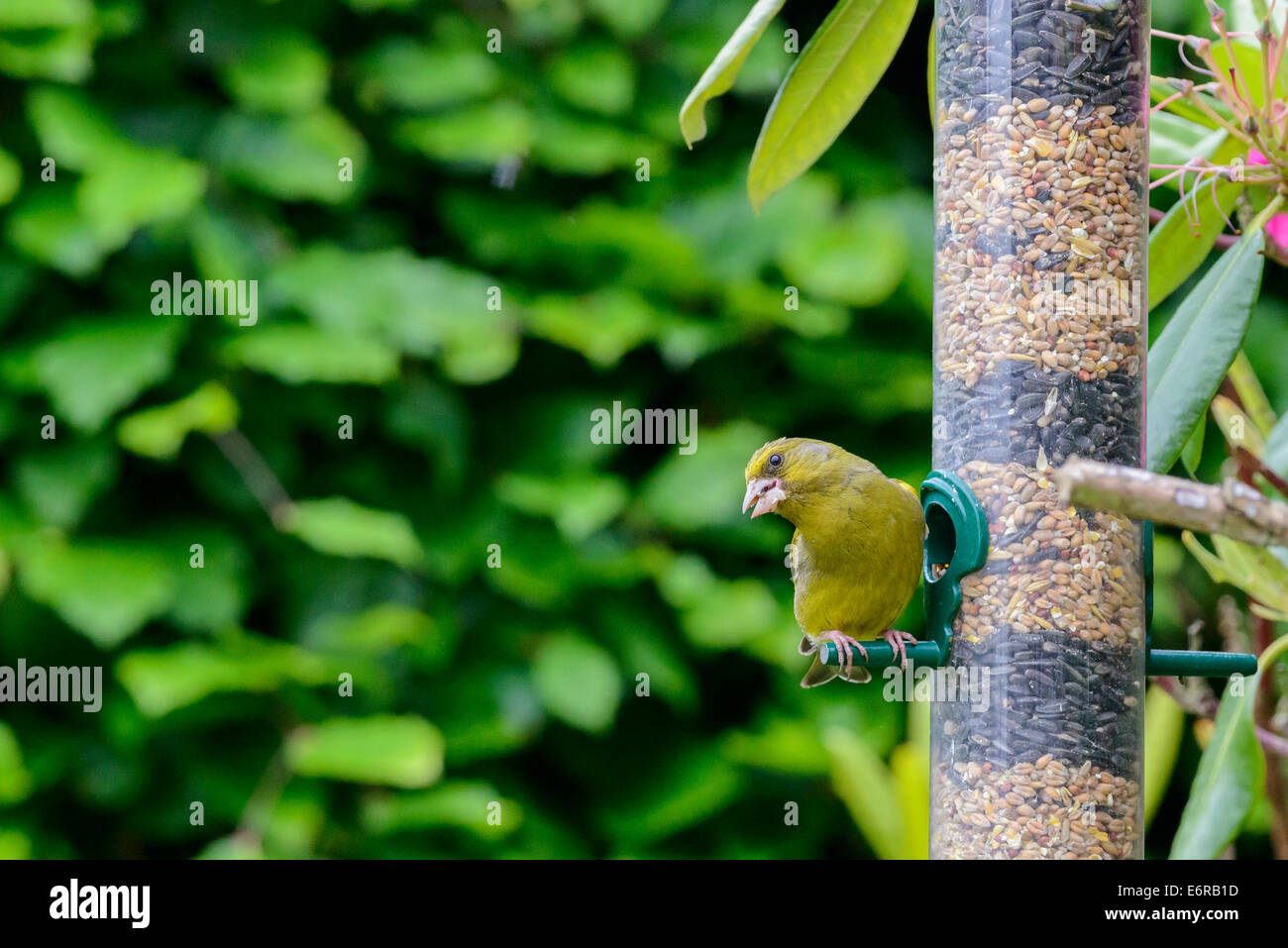 British garden wildlife hi-res stock photography and images - Alamy