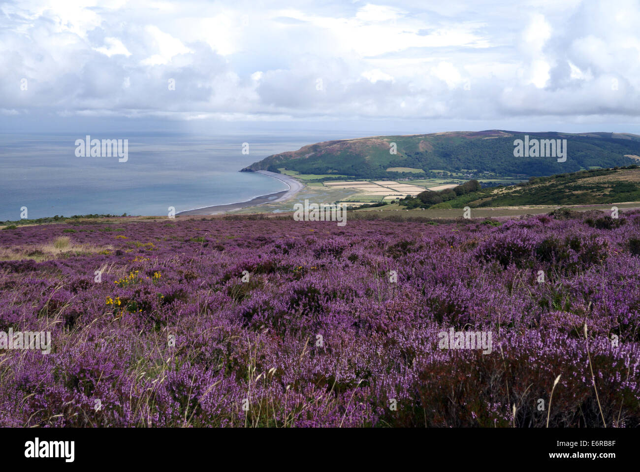 England showing heather in bloom hi-res stock photography and images ...